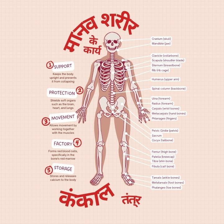 muscular system function in hindi